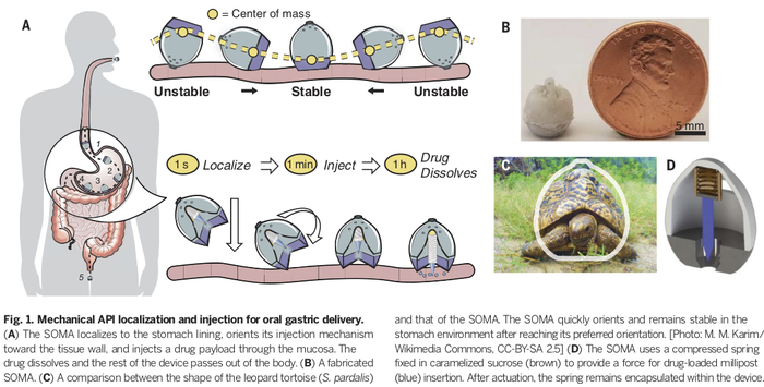 A Self-Orienting Device for Oral Delivery of Biomacromolecules ...